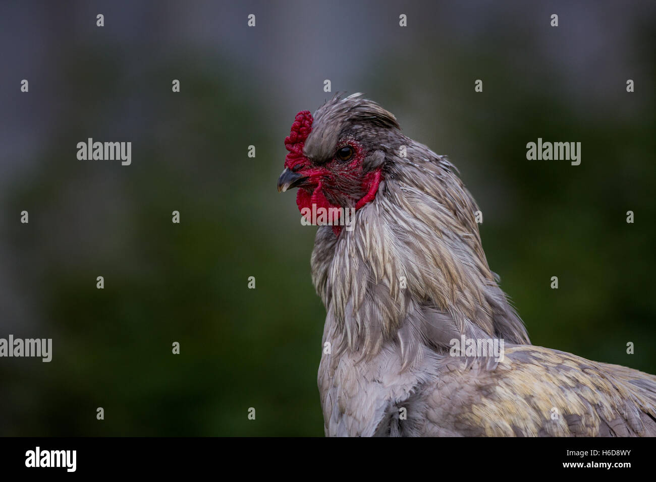 Chicken animal hi-res stock photography and images - Alamy