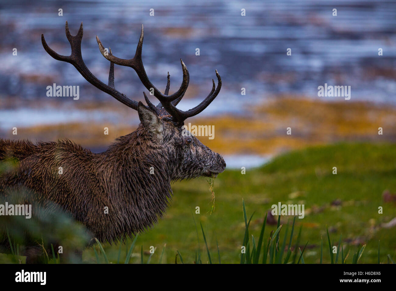 Red Deer Stag walking near sea Stock Photo - Alamy
