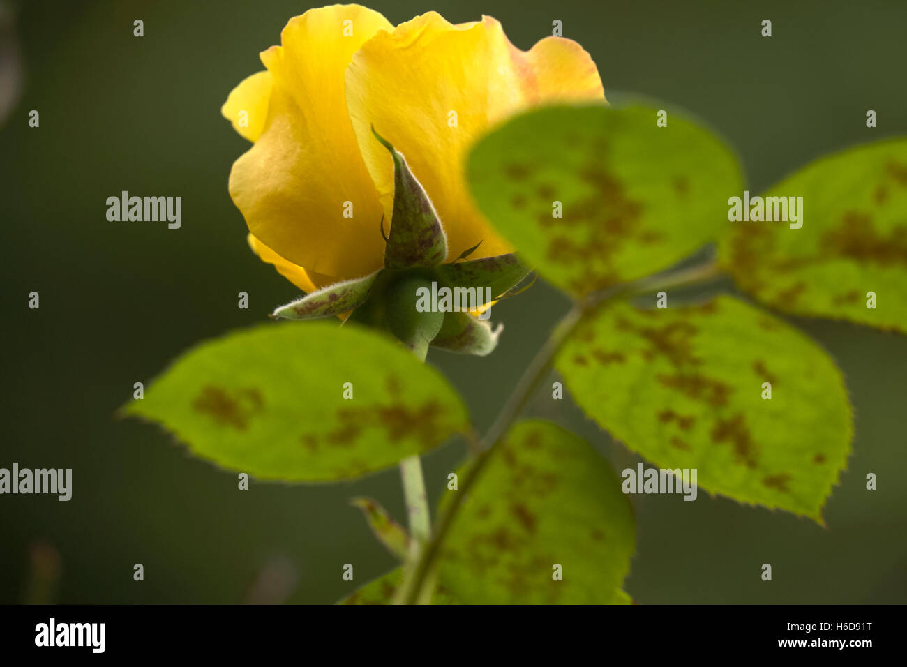 one single yellow rose flowering in my garden Stock Photo - Alamy