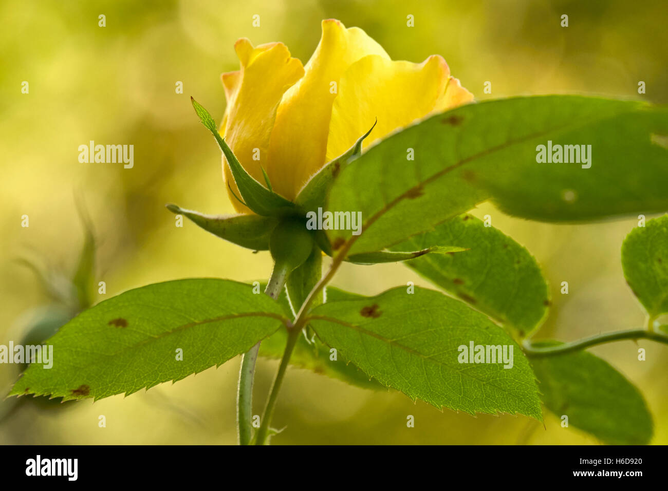one single yellow rose flowering in my garden Stock Photo - Alamy