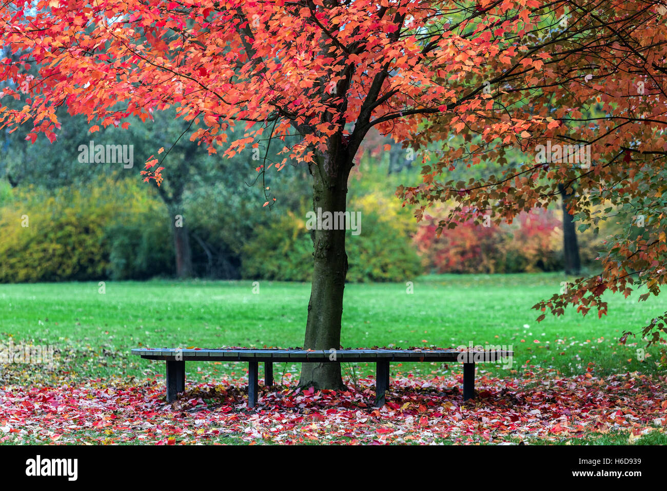 Acer rubrum 'Red Sunset' autumn colors Stock Photo - Alamy