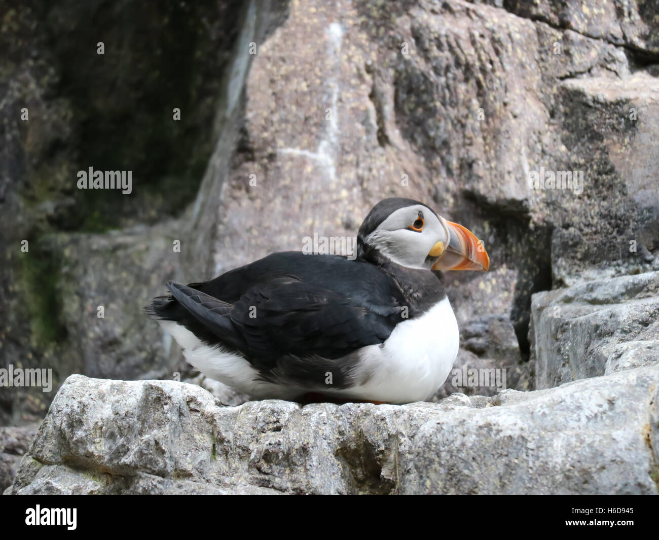 Puffin laying on rock Ireland Stock Photo - Alamy