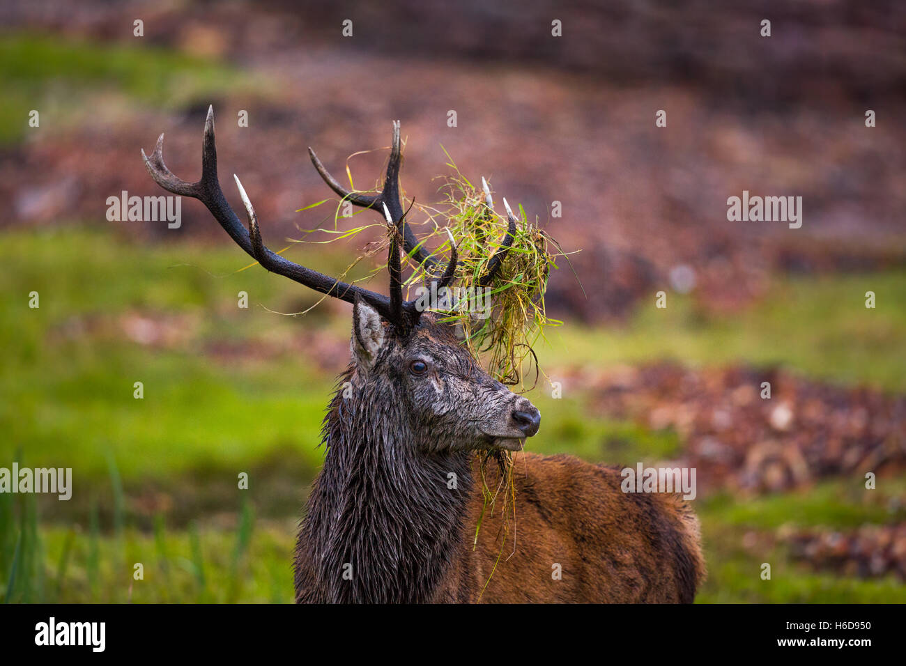 Animal with antlers hi-res stock photography and images - Alamy