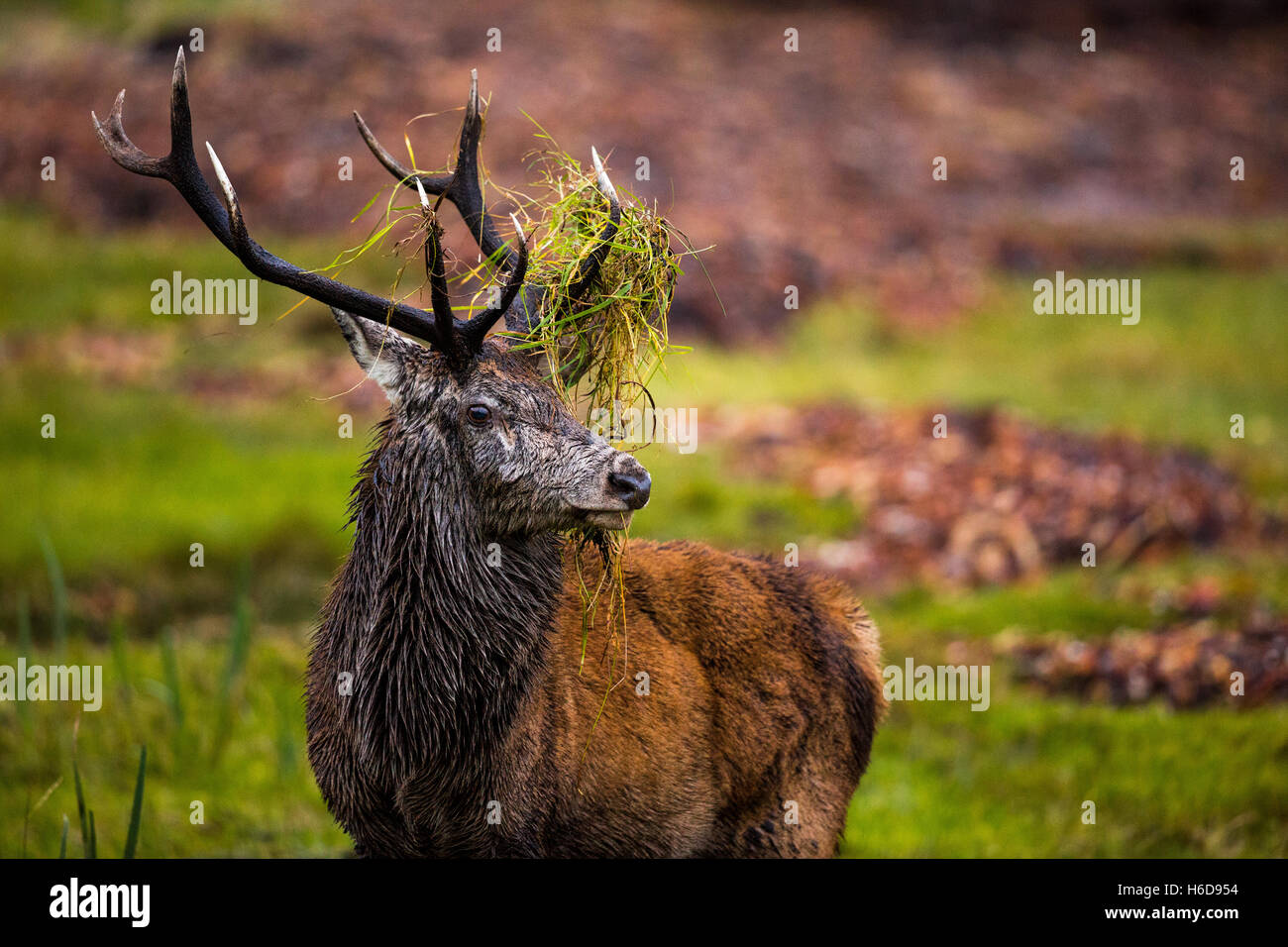 Red Deer Stag with debris hanging from antlers Stock Photo - Alamy