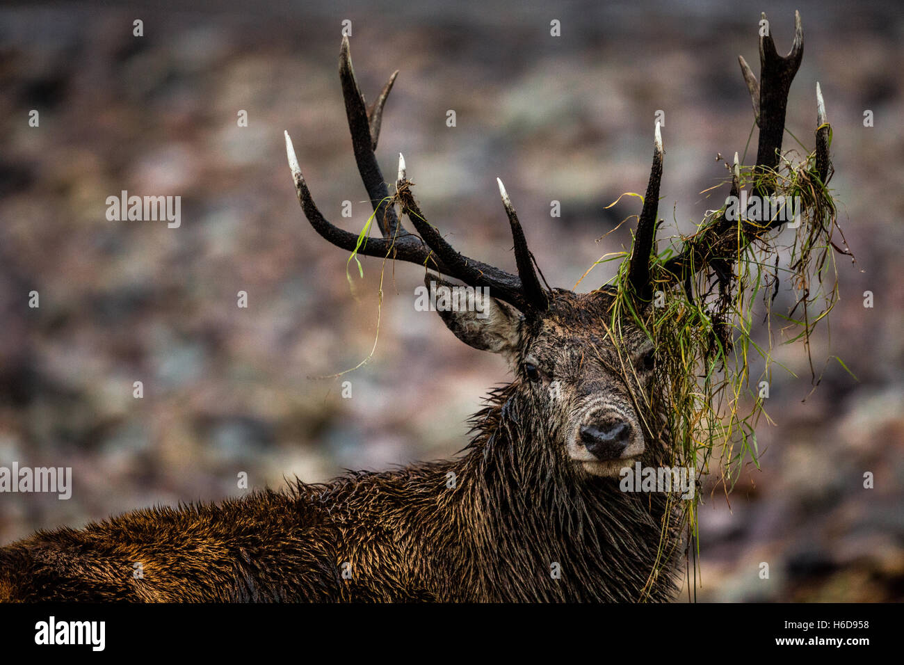Red Deer Stag with debris hanging from antlers Stock Photo - Alamy