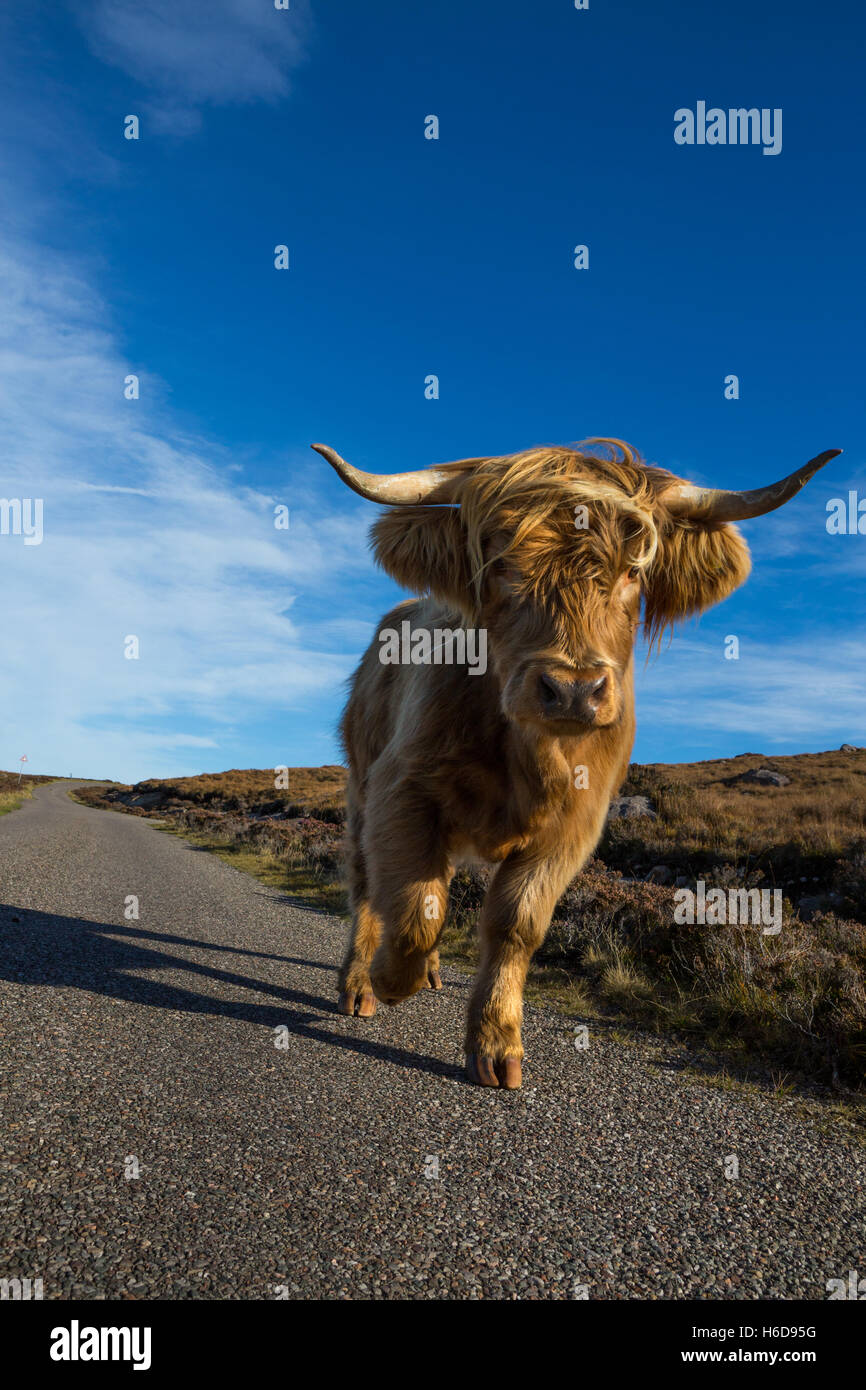 Highland Cow walking along the road toward camera Stock Photo - Alamy