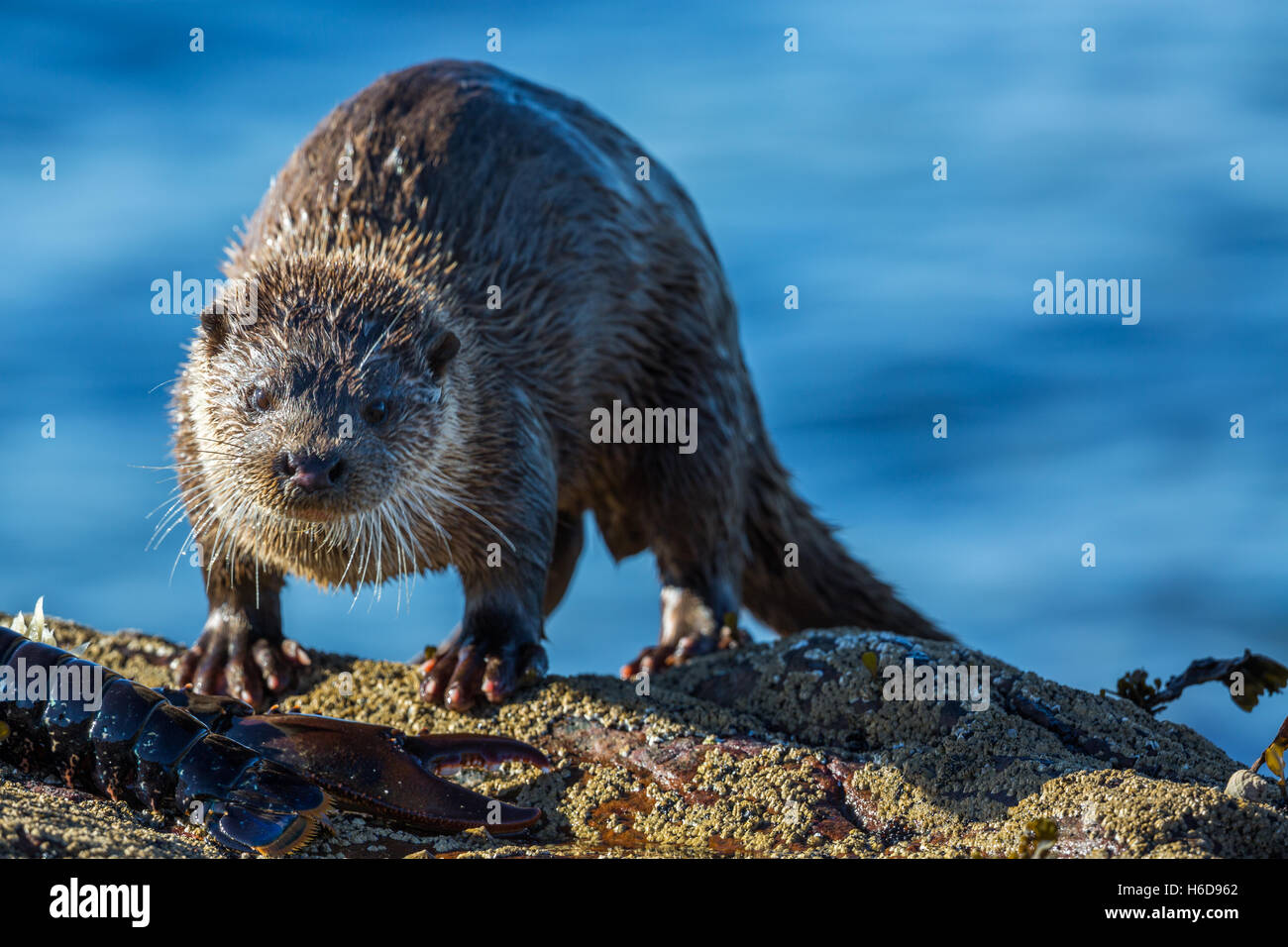 Sea Otter on rock eating Lobster Stock Photo - Alamy