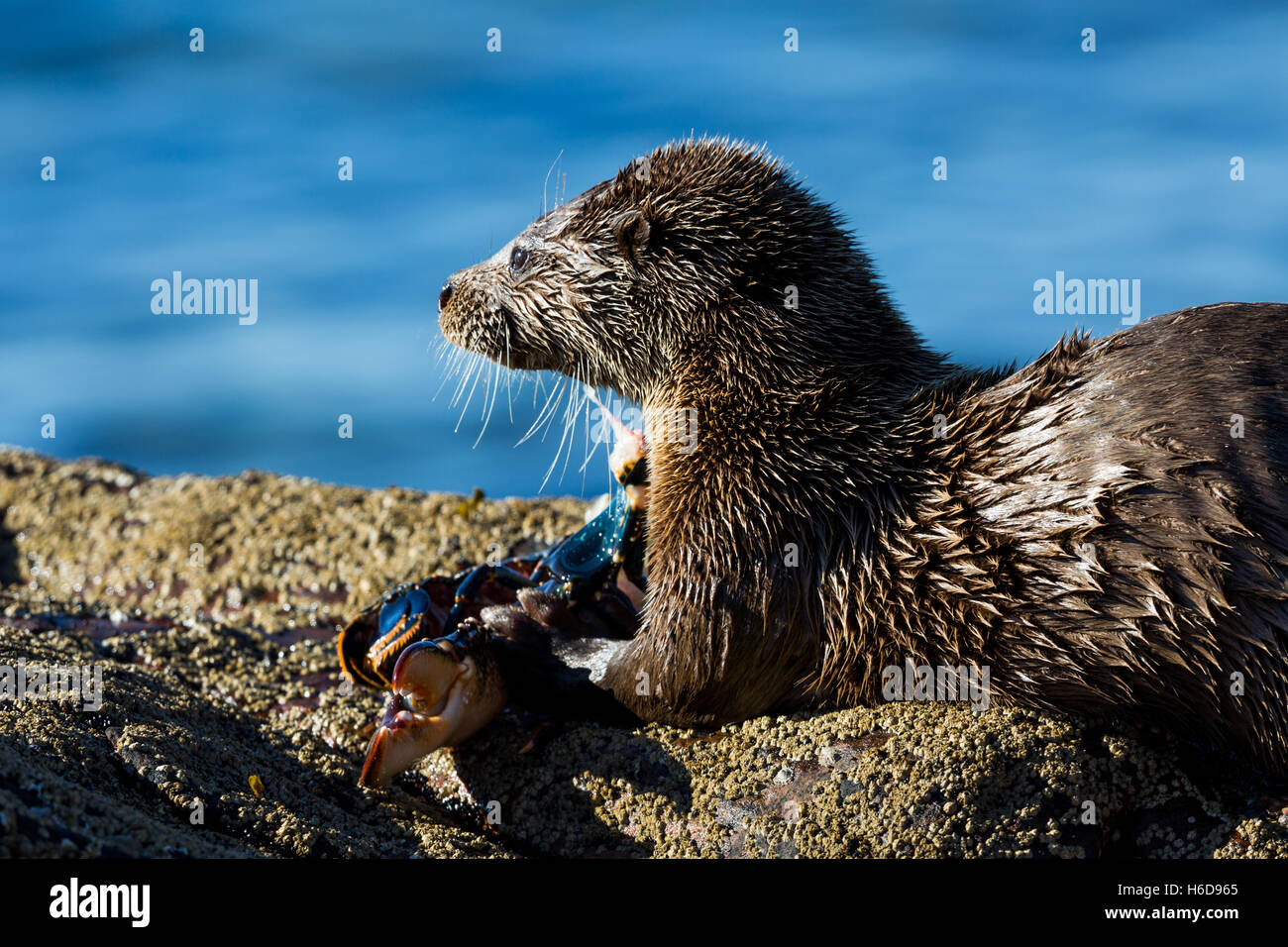 Sea otter with shell hi-res stock photography and images - Alamy