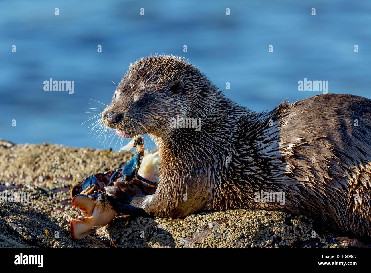 Sea Otters Eating Using Rock