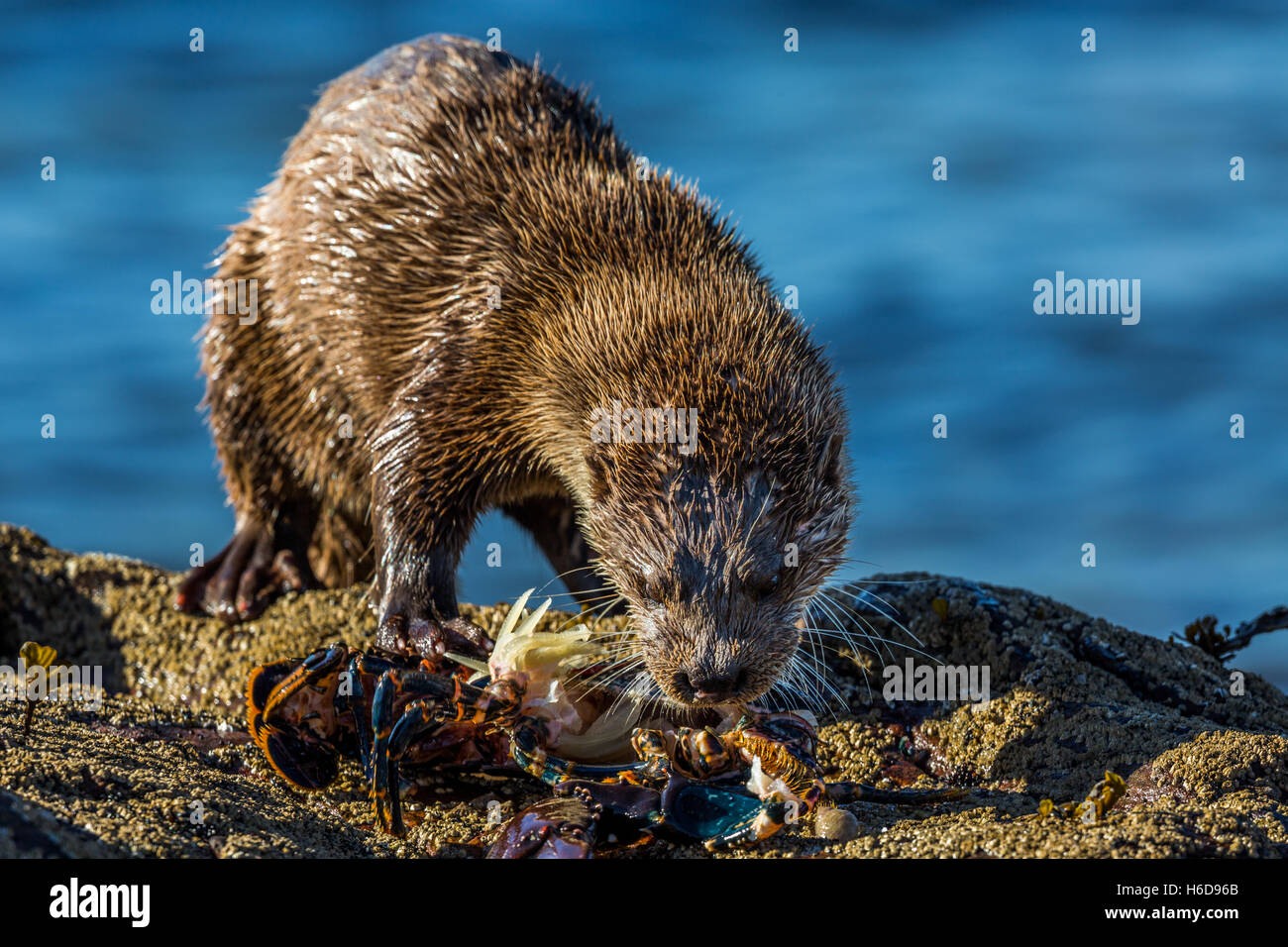 Sea otter with shell hi-res stock photography and images - Alamy