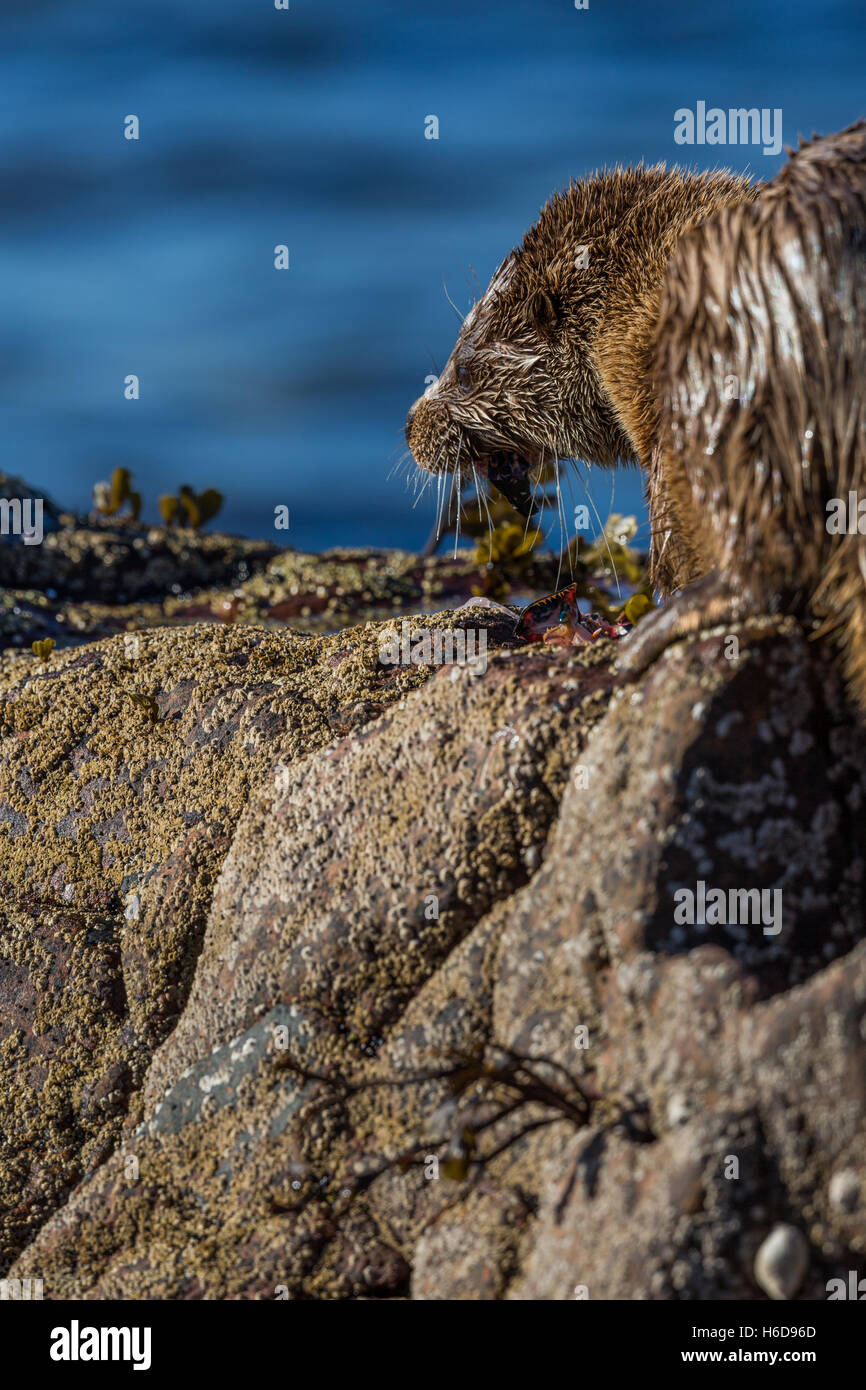 Sea otter with shell hi-res stock photography and images - Alamy