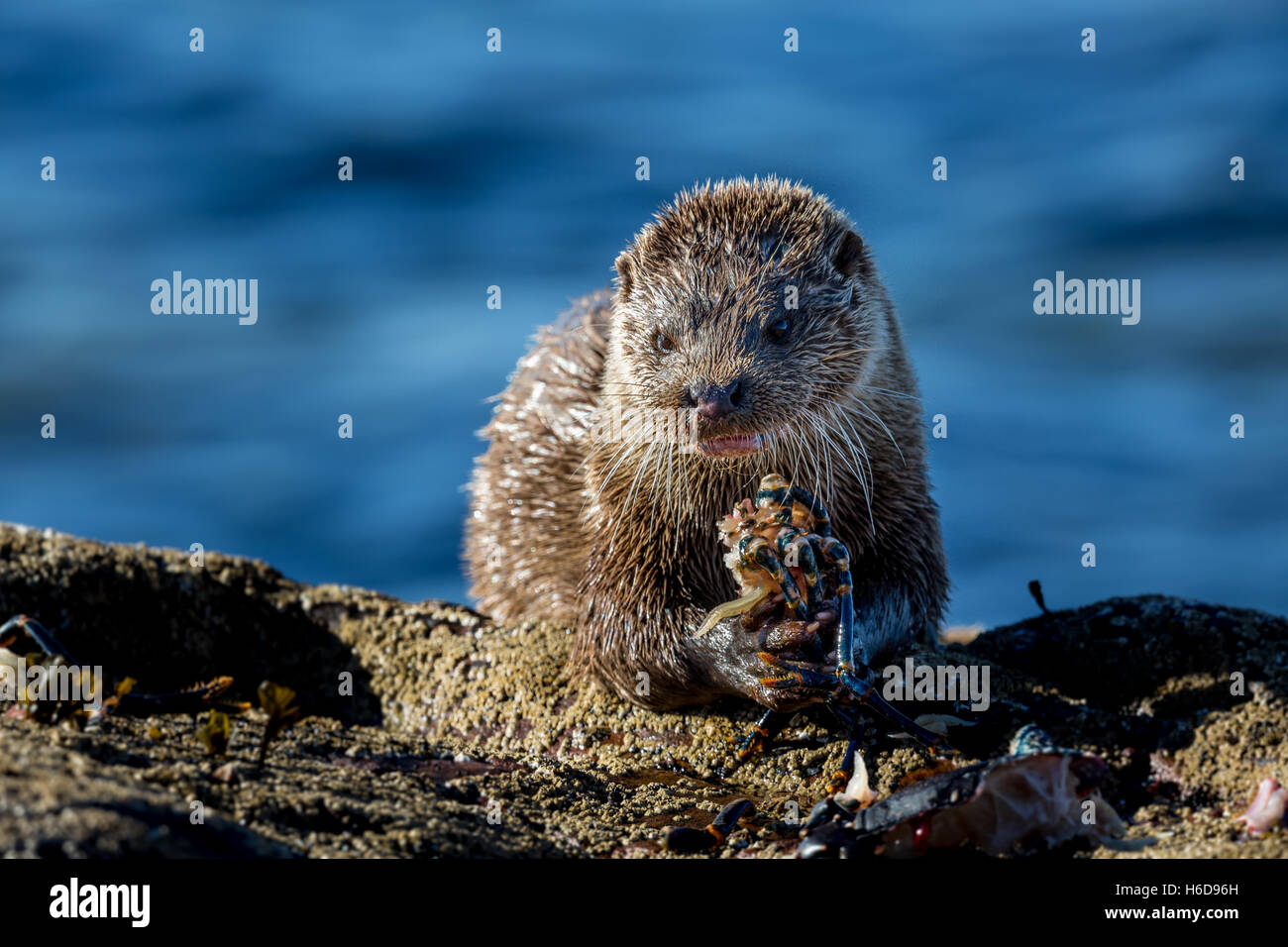 Sea otter with shell hi-res stock photography and images - Alamy