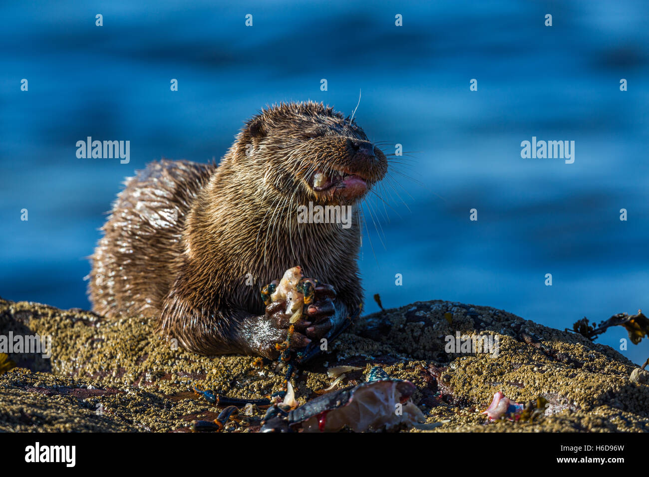 Sea Otter on rock eating Lobster Stock Photo - Alamy