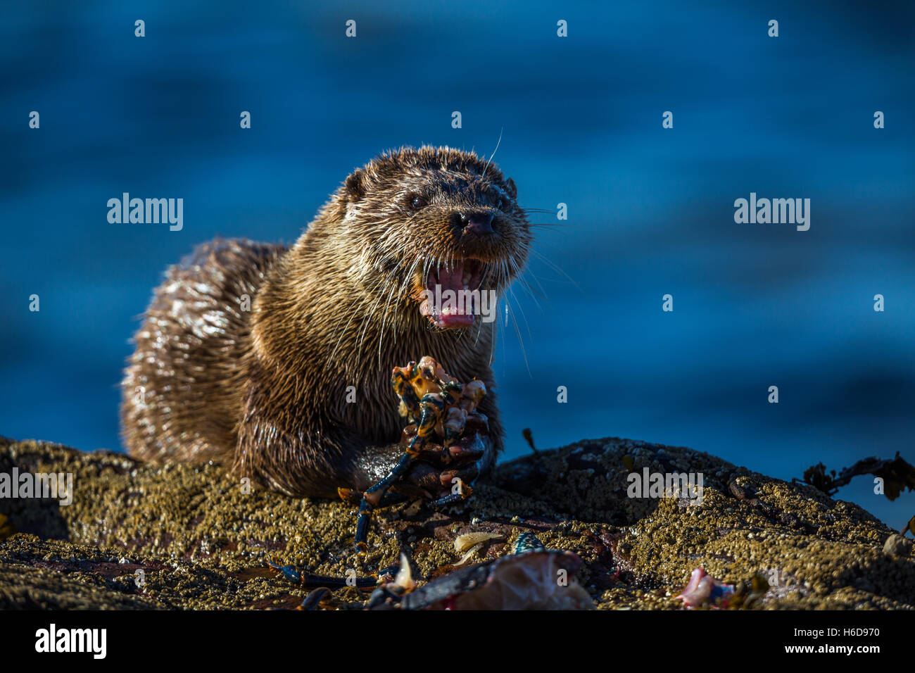 Sea otter with shell hi-res stock photography and images - Alamy