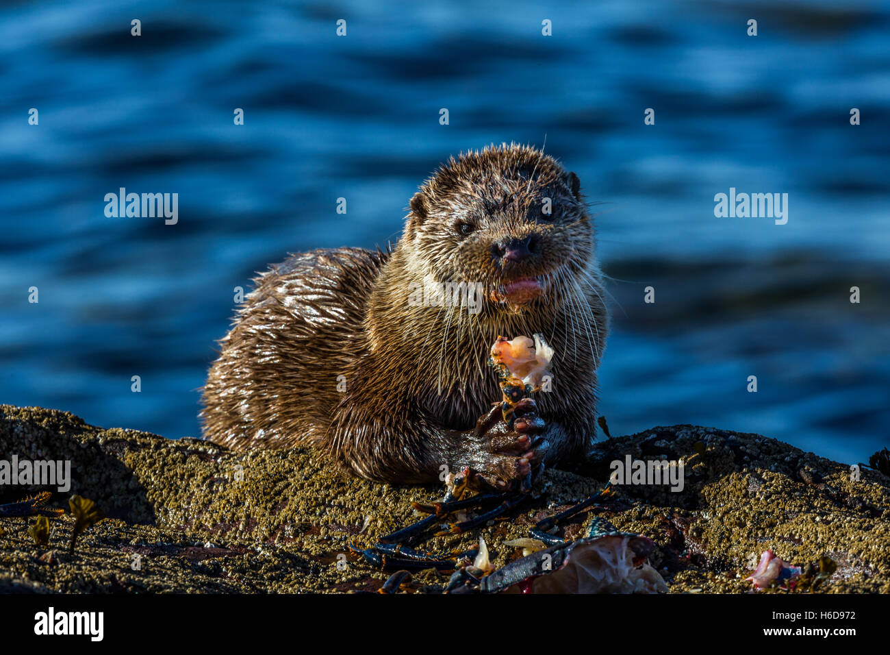 Sea otter with shell hi-res stock photography and images - Alamy