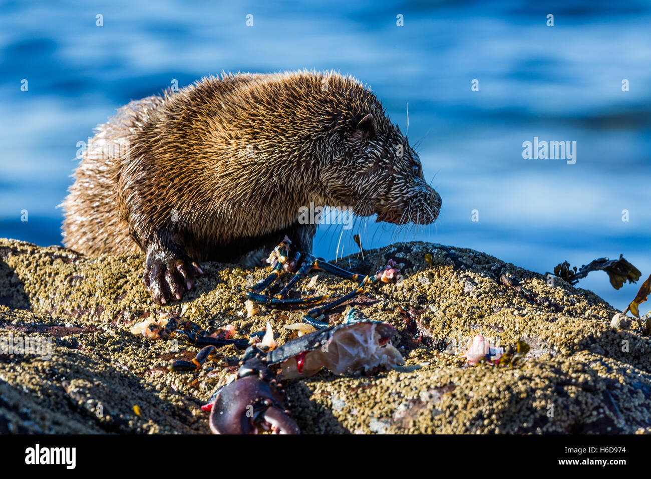 Sea otter with shell hi-res stock photography and images - Alamy