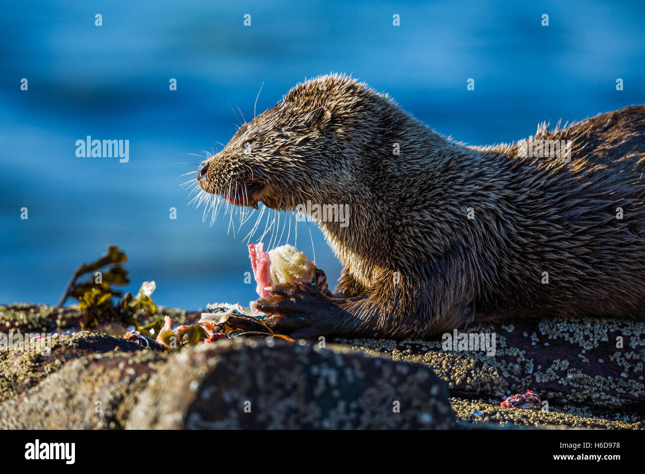 Sea otter with shell hi-res stock photography and images - Alamy