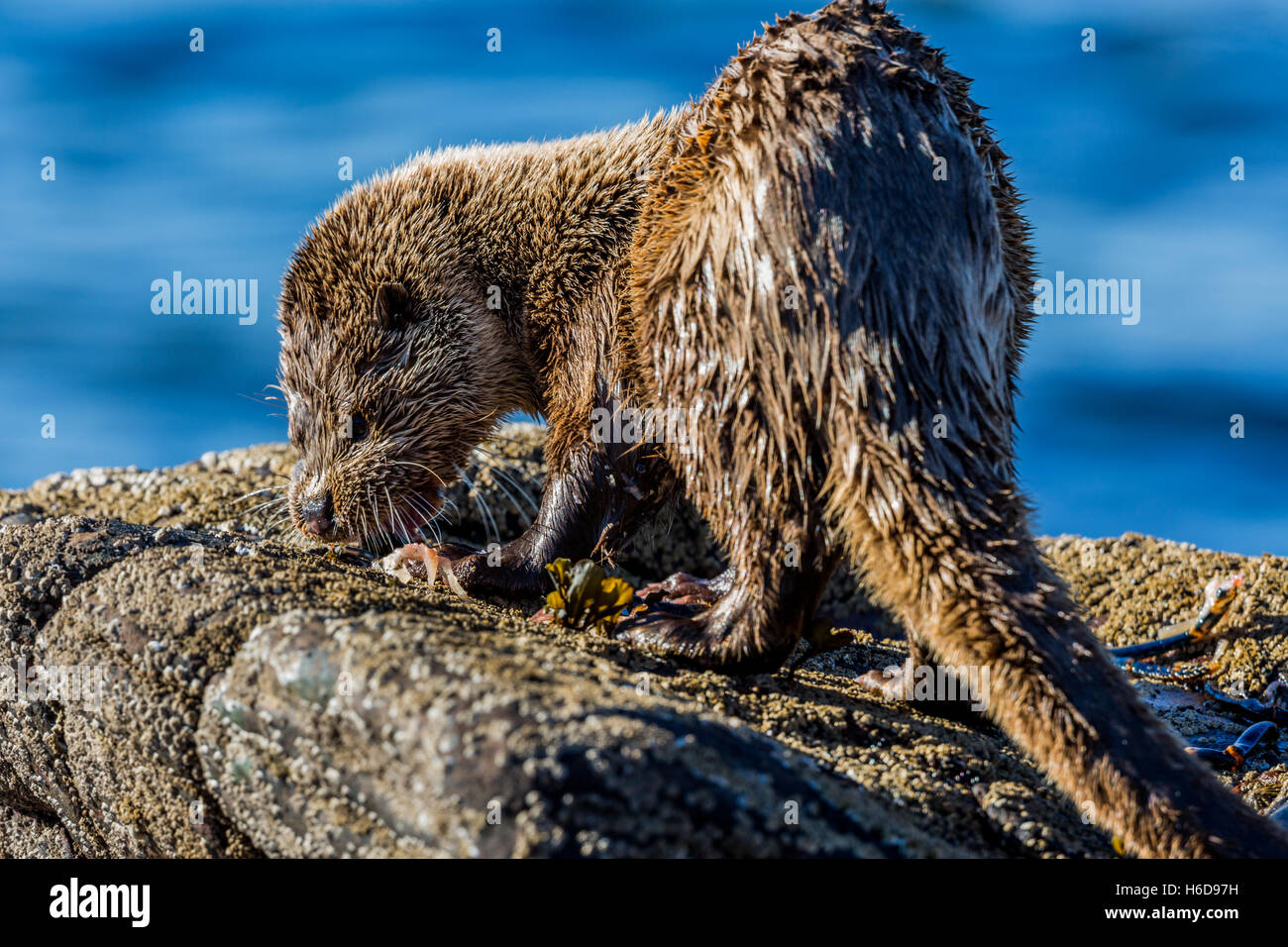 Sea otter with shell hi-res stock photography and images - Alamy