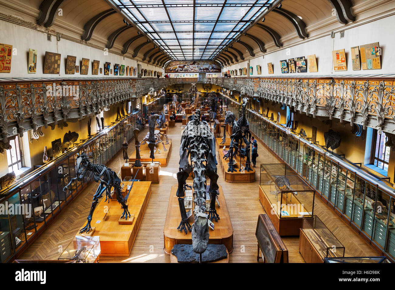 skeletons of animals in the Gallery of Palaeontology and Comparative ...