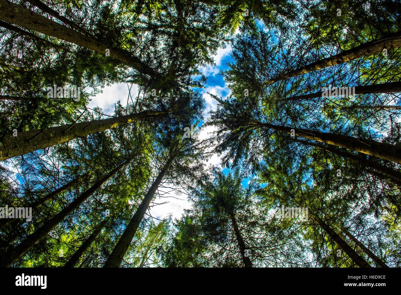 Forest with View to Tree Crowns Stock Photo - Alamy