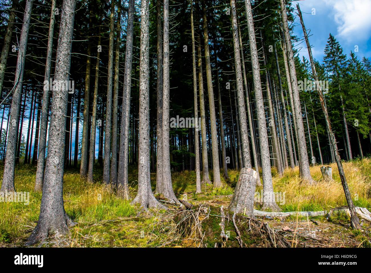 Sunlit Conifer Forest Stock Photo - Alamy
