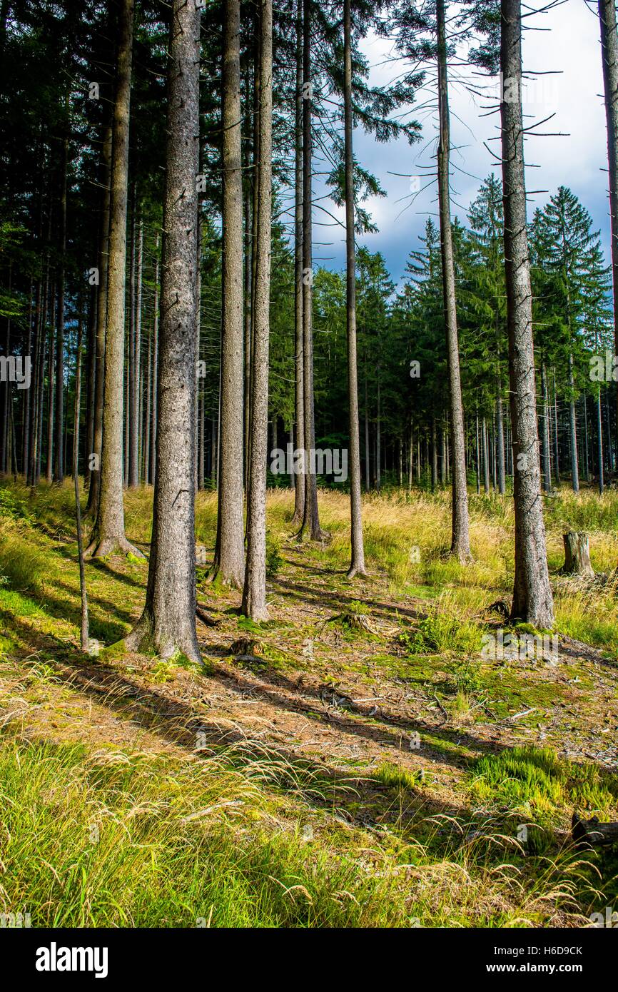Sunlit Conifer Forest Stock Photo - Alamy