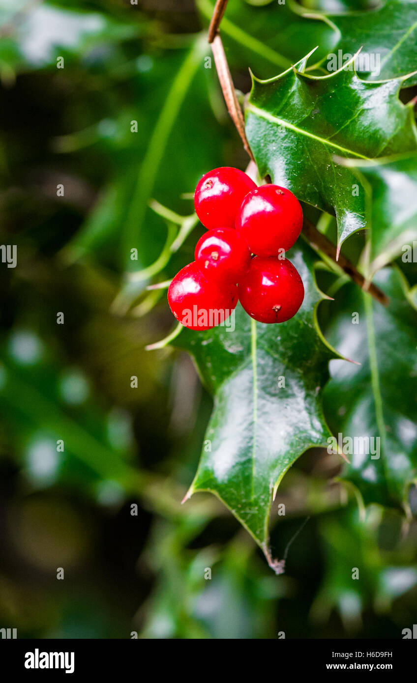 Female holly tree with berries hi-res stock photography and images - Alamy