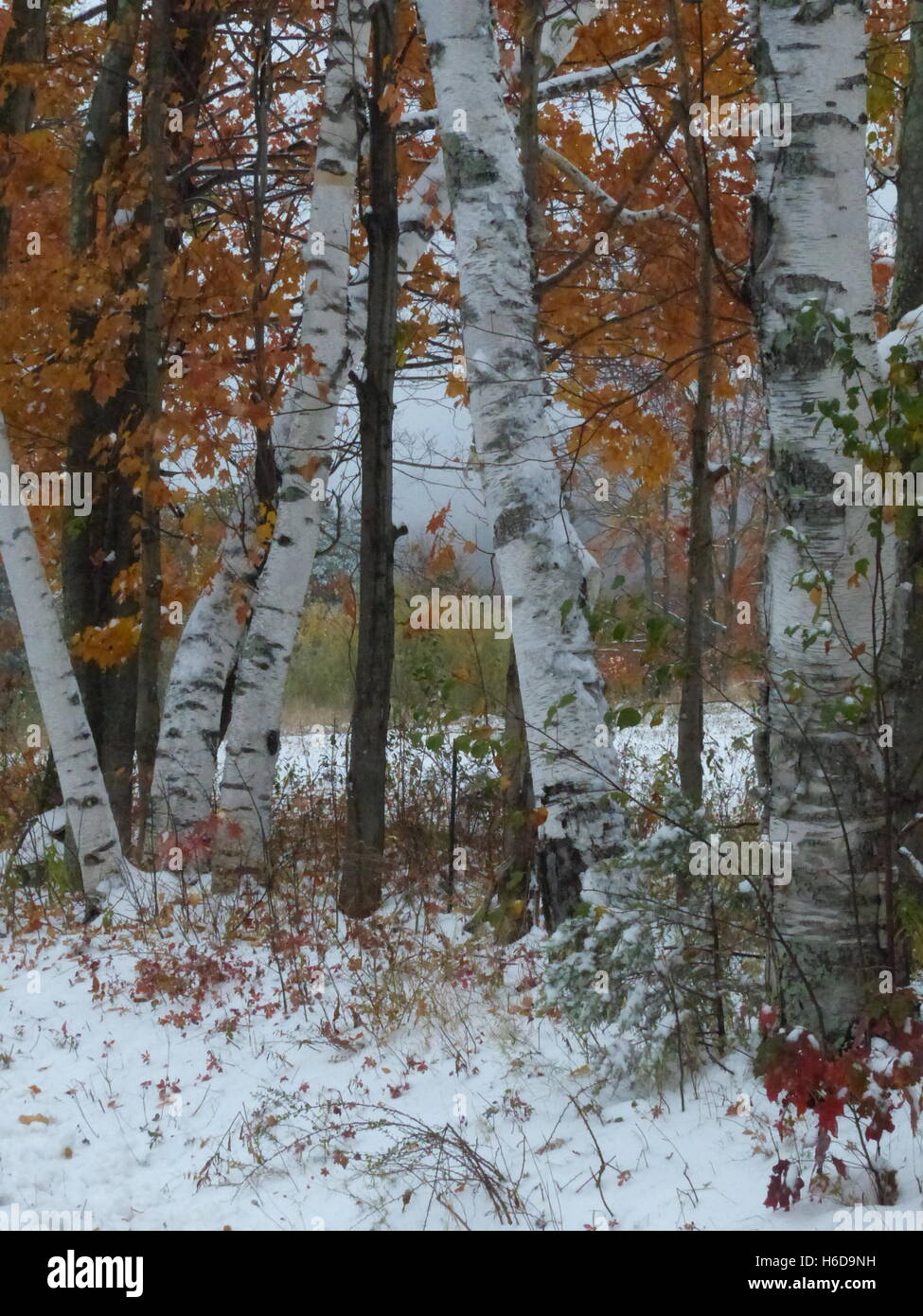 White birch trees in snow Stock Photo - Alamy