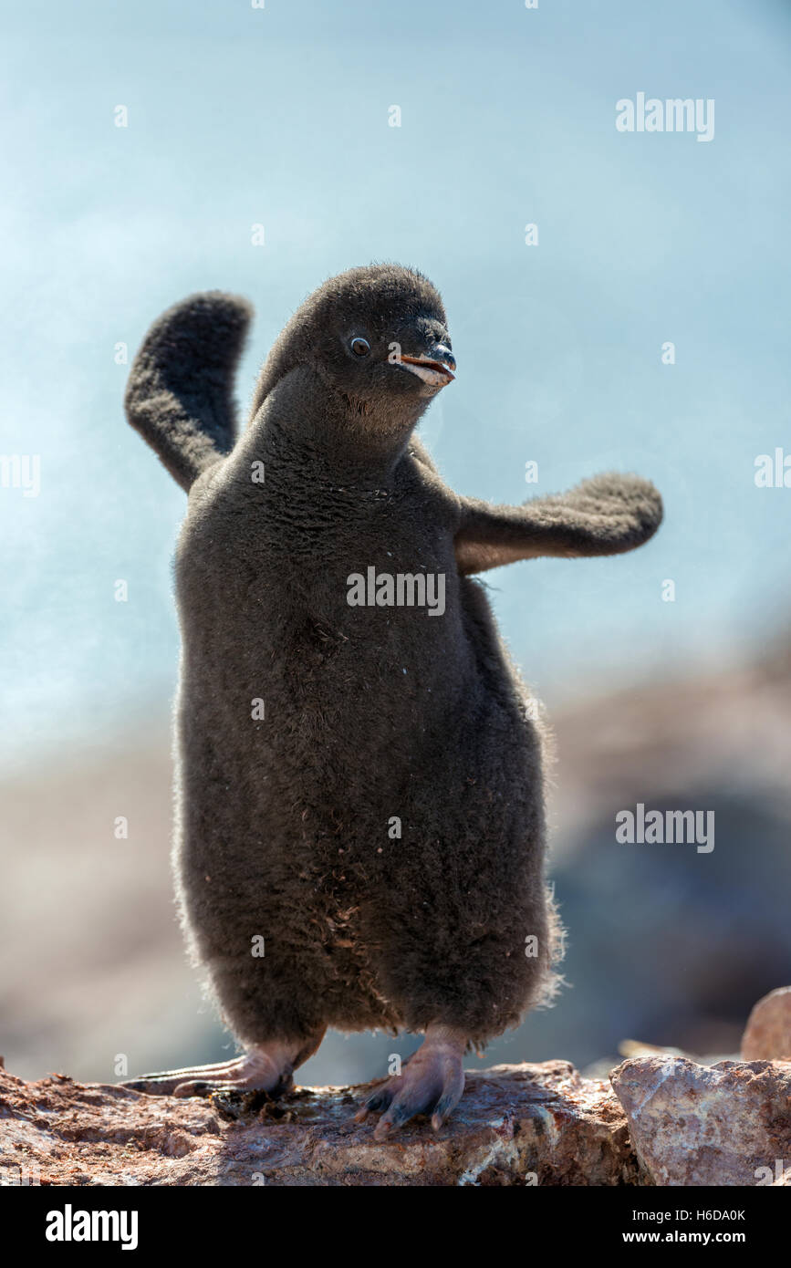 Penguin Wing Slaps Water