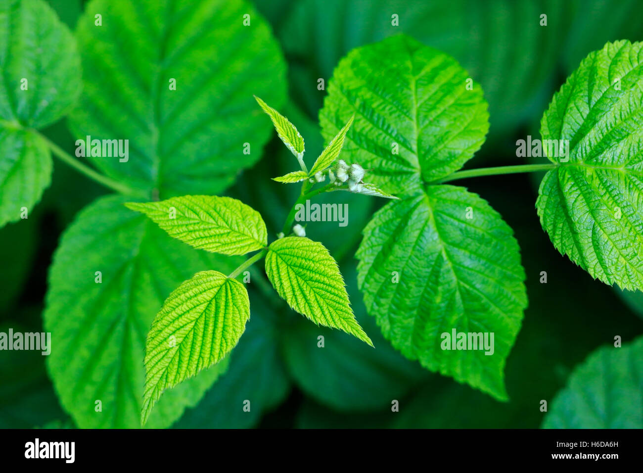 Red raspberry i.e. Rubus idaeus leaves top view. Close up. Selective ...