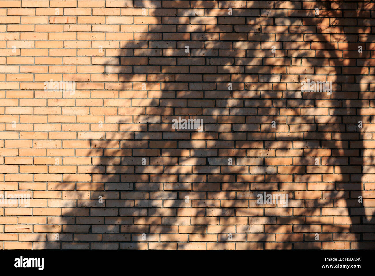 Tree shadow architecture sun hi-res stock photography and images - Alamy
