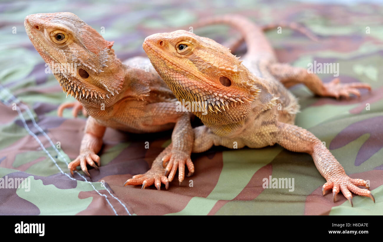 Dragons claw hi-res stock photography and images - Alamy