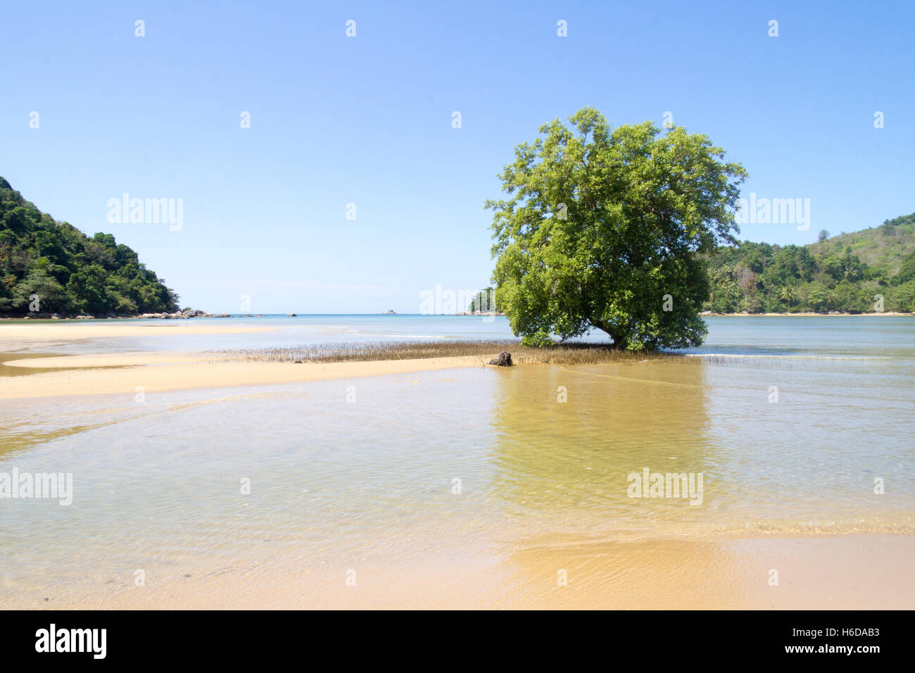 Tree on the beach at Layan beach, Phuket island, Thailand Stock Photo ...