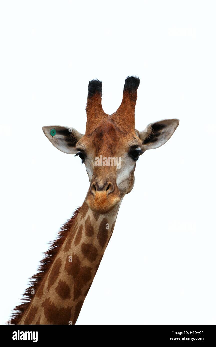 Giraffe Head And Neck