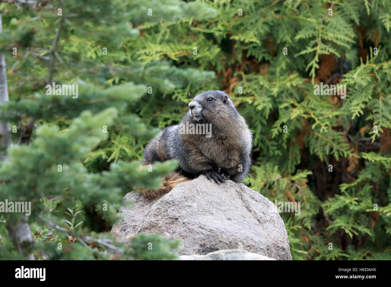 Hoary Marmot at Mount Rainier National Park Washington Stock Photo - Alamy
