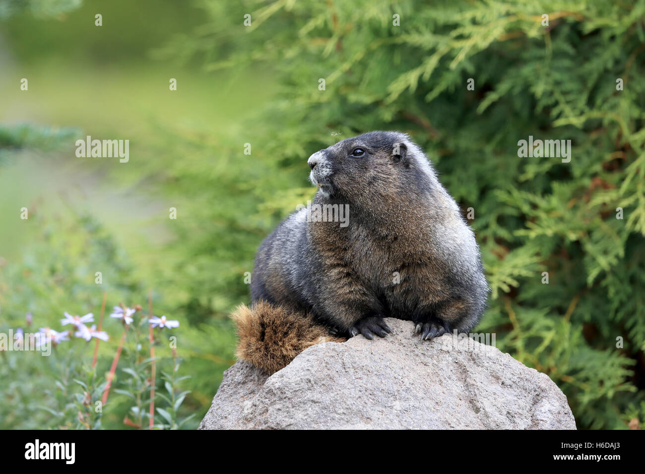 Hoary Marmot at Mount Rainier National Park Washington Stock Photo - Alamy