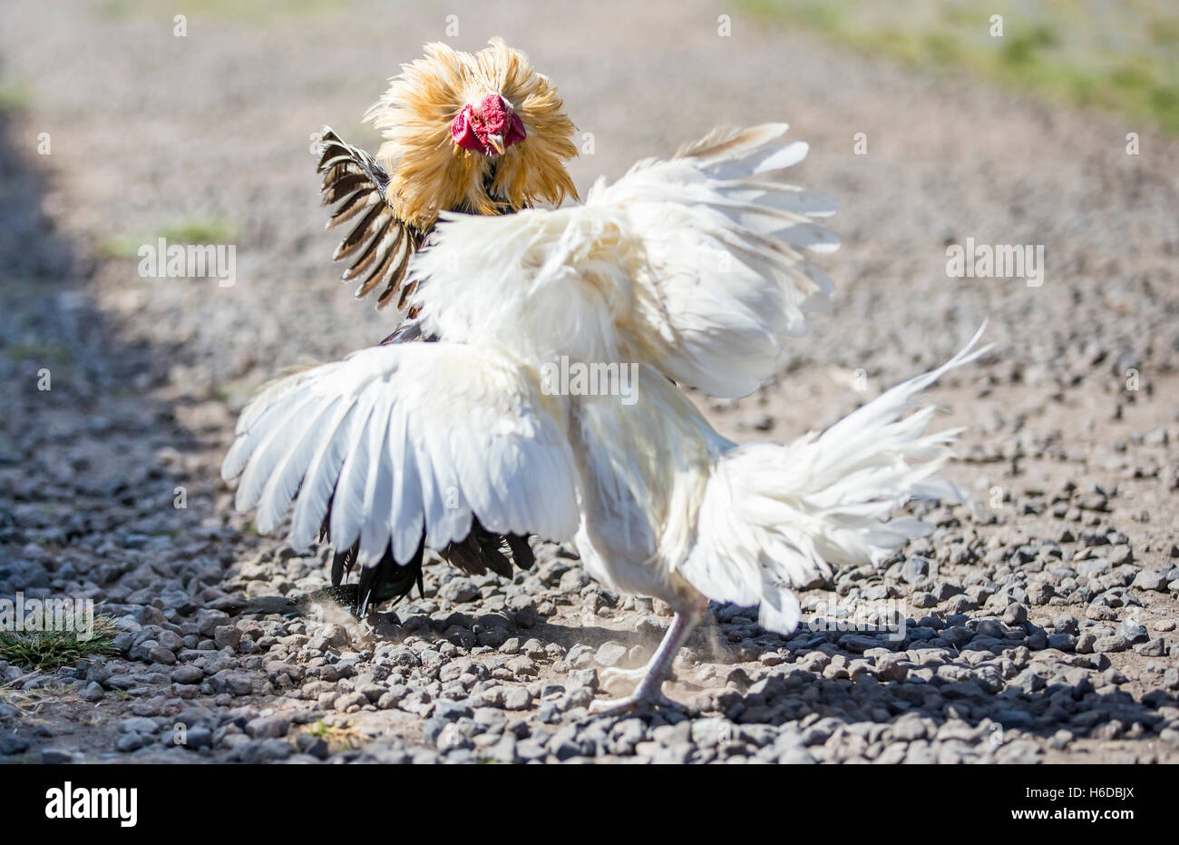two roosters are fighting in remote Bali Stock Photo - Alamy