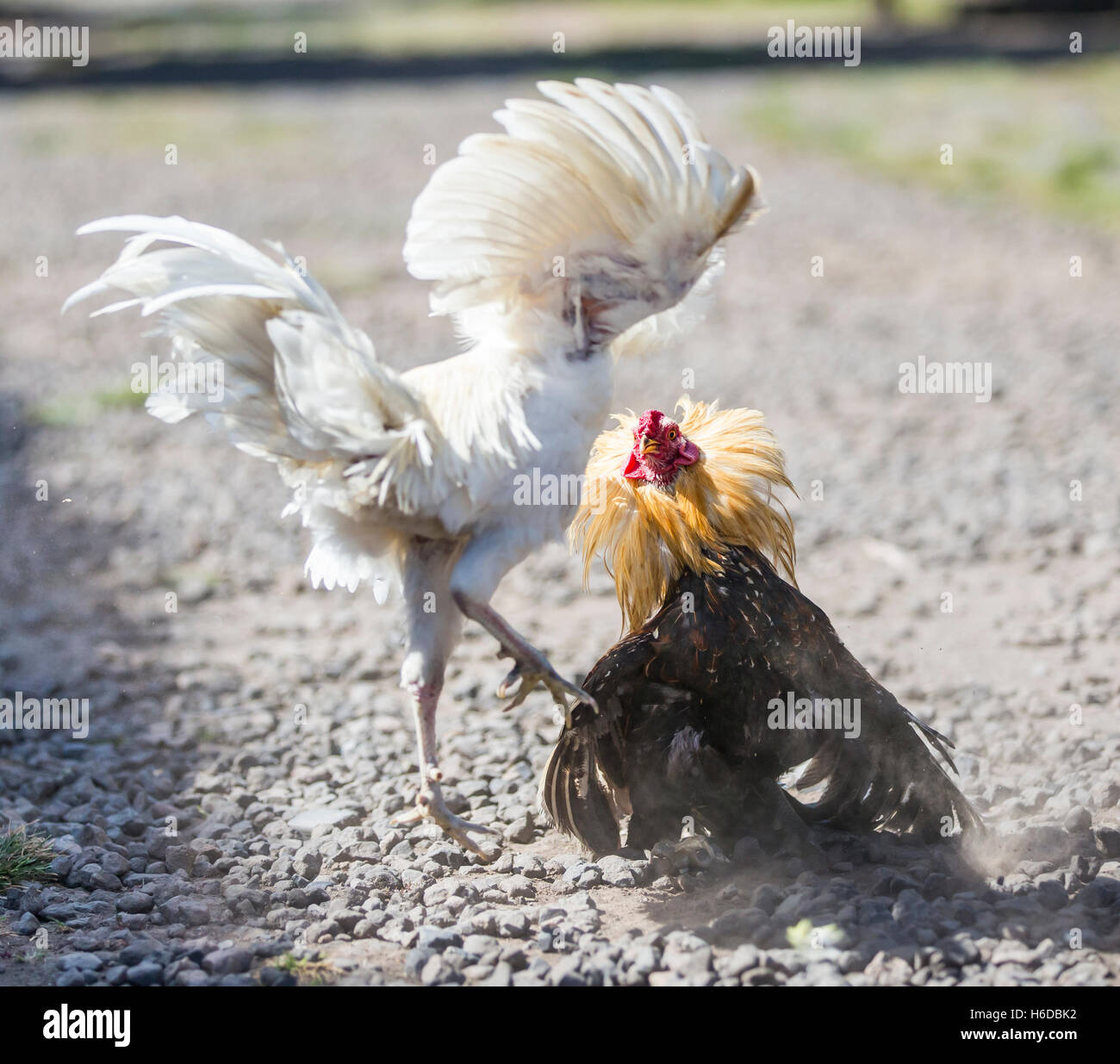 two roosters are fighting in remote Bali Stock Photo - Alamy
