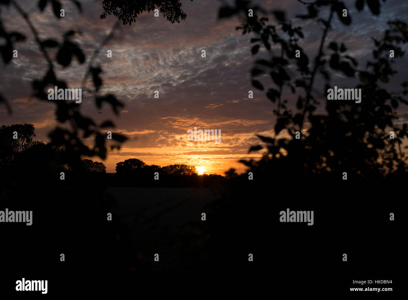 Sunset through the trees Stock Photo - Alamy