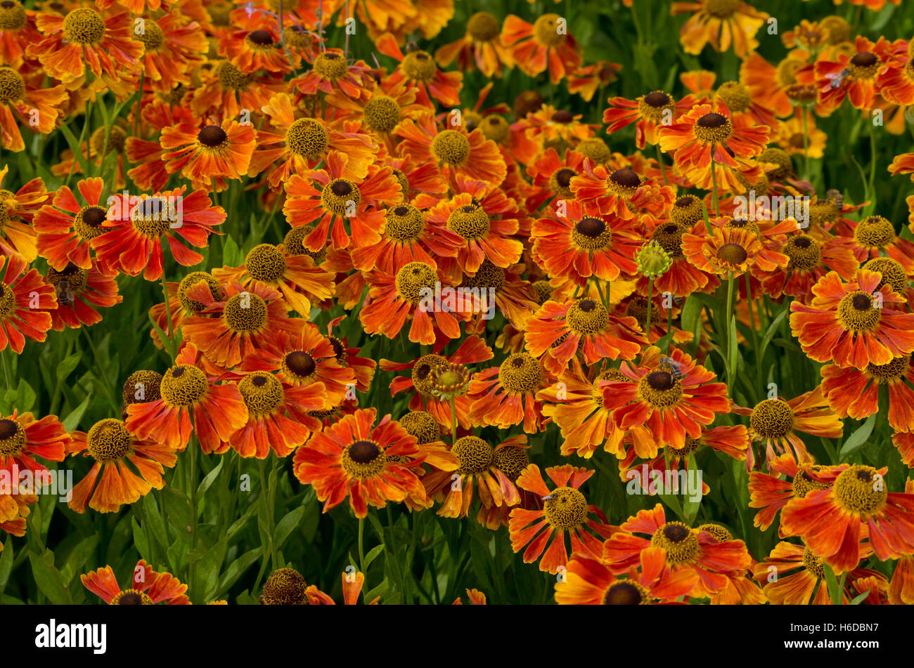 Helenium plants hi-res stock photography and images - Alamy