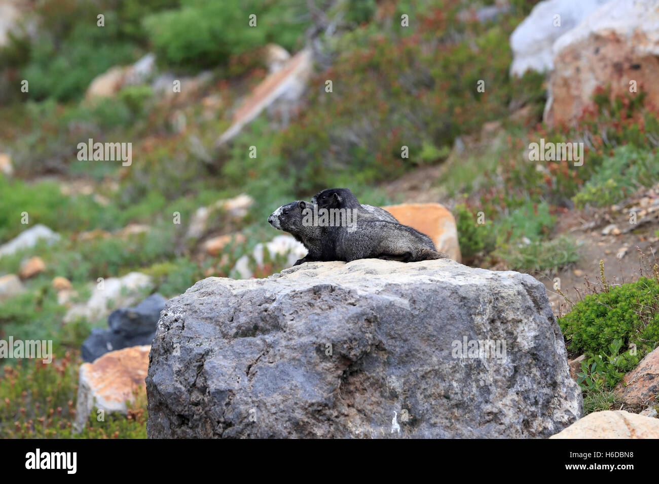 Hoary Marmot at Mount Rainier National Park Washington Stock Photo - Alamy
