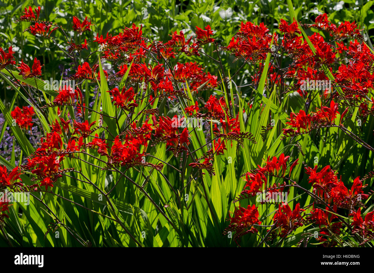 Crocosmia lucifer montbretia hi-res stock photography and images - Alamy