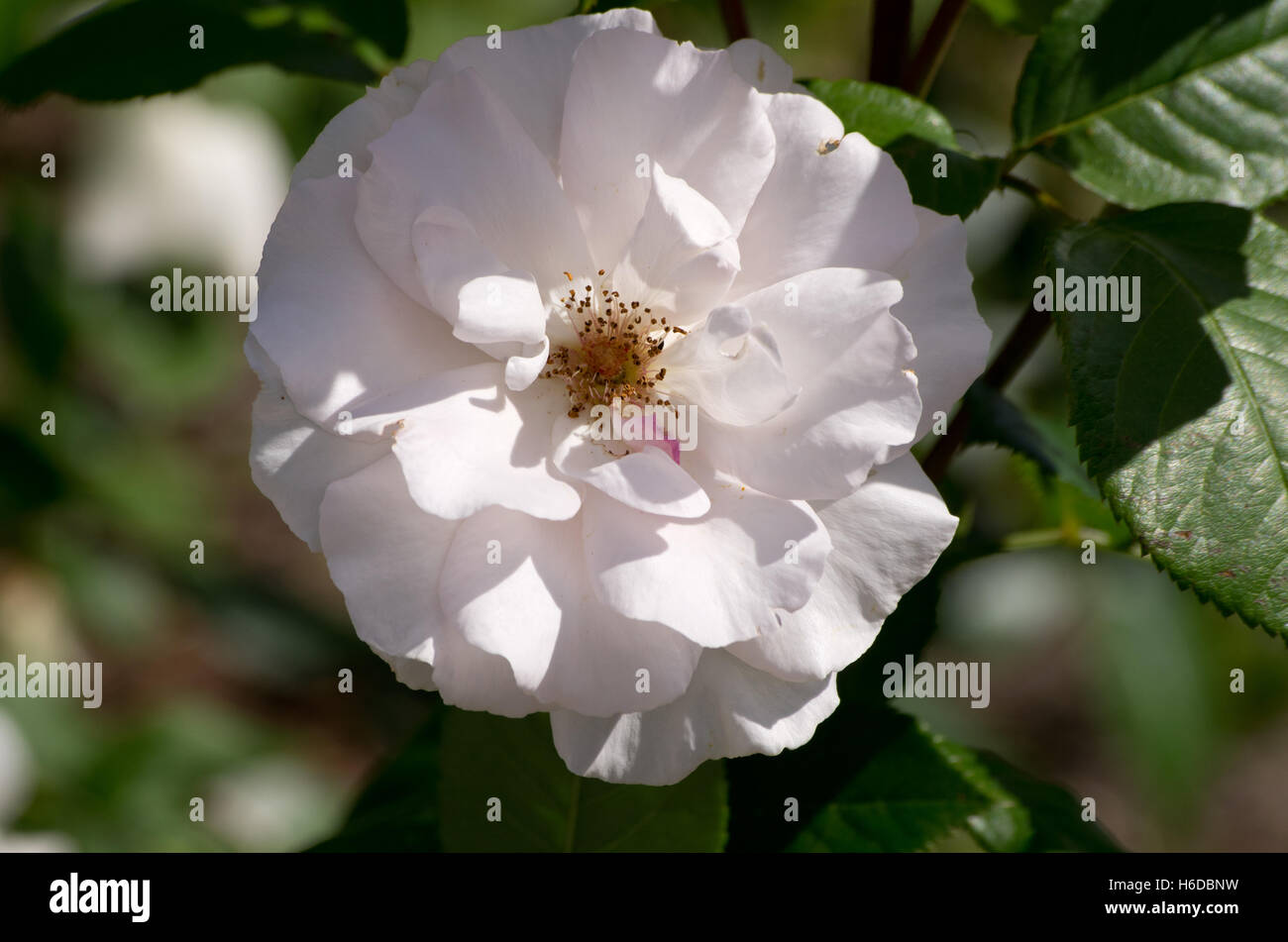 Rosa shade hi-res stock photography and images - Alamy