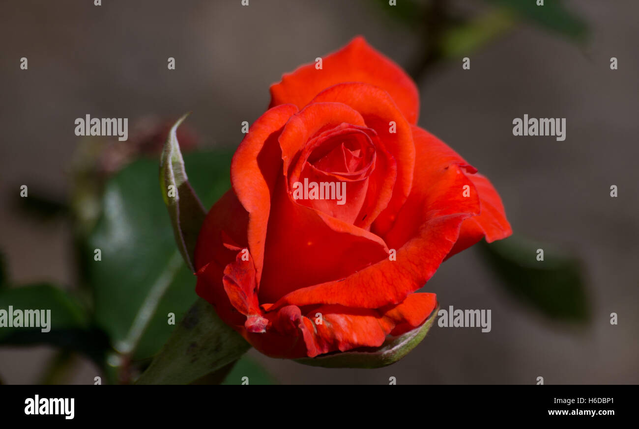 Rose Beauty Star Stock Photo - Alamy