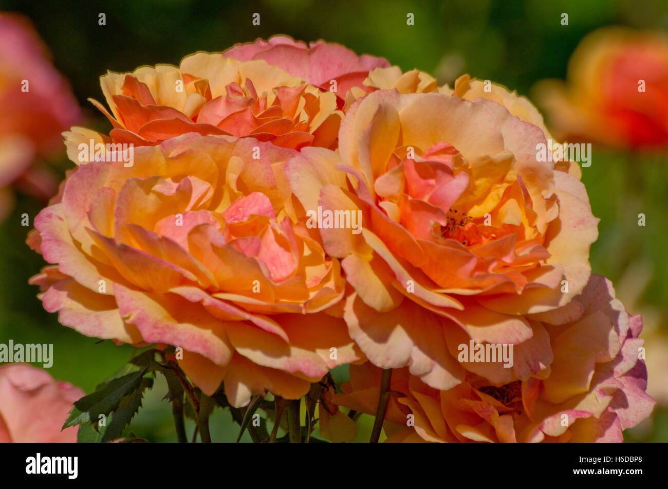 Rose Pride of Cheshire Stock Photo - Alamy