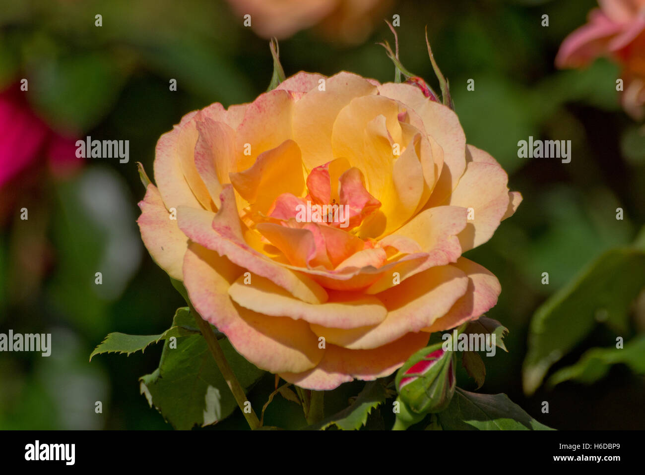Rose Pride of Cheshire Stock Photo - Alamy
