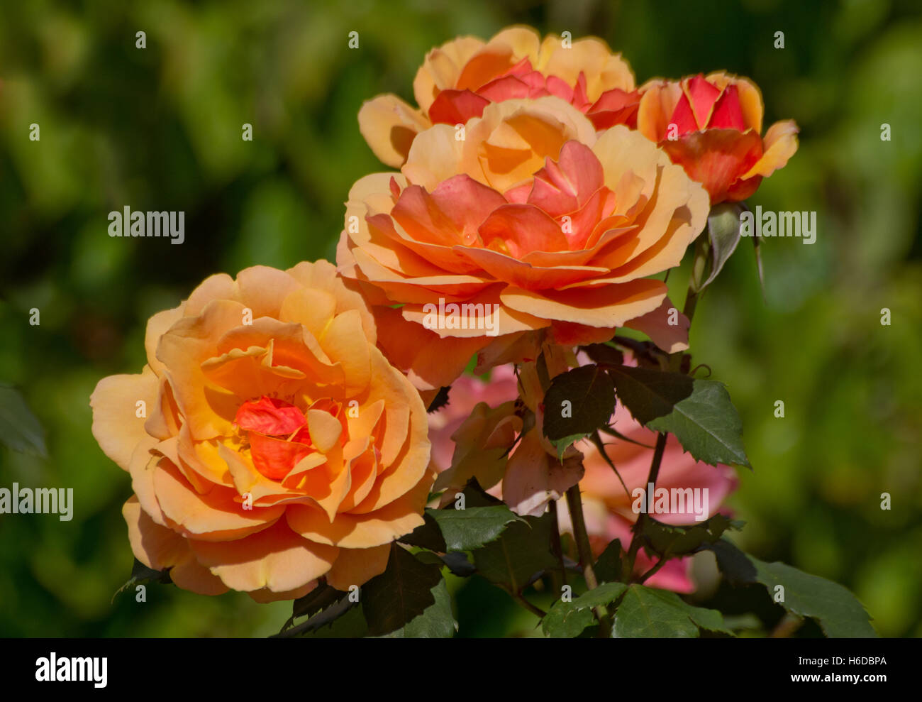 Rose Pride of Cheshire Stock Photo - Alamy