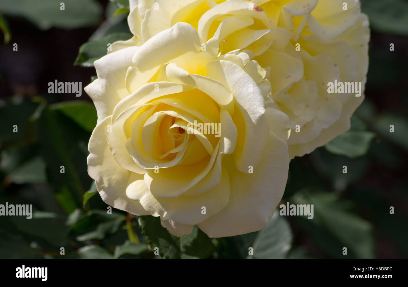 Elina rose hi-res stock photography and images - Alamy