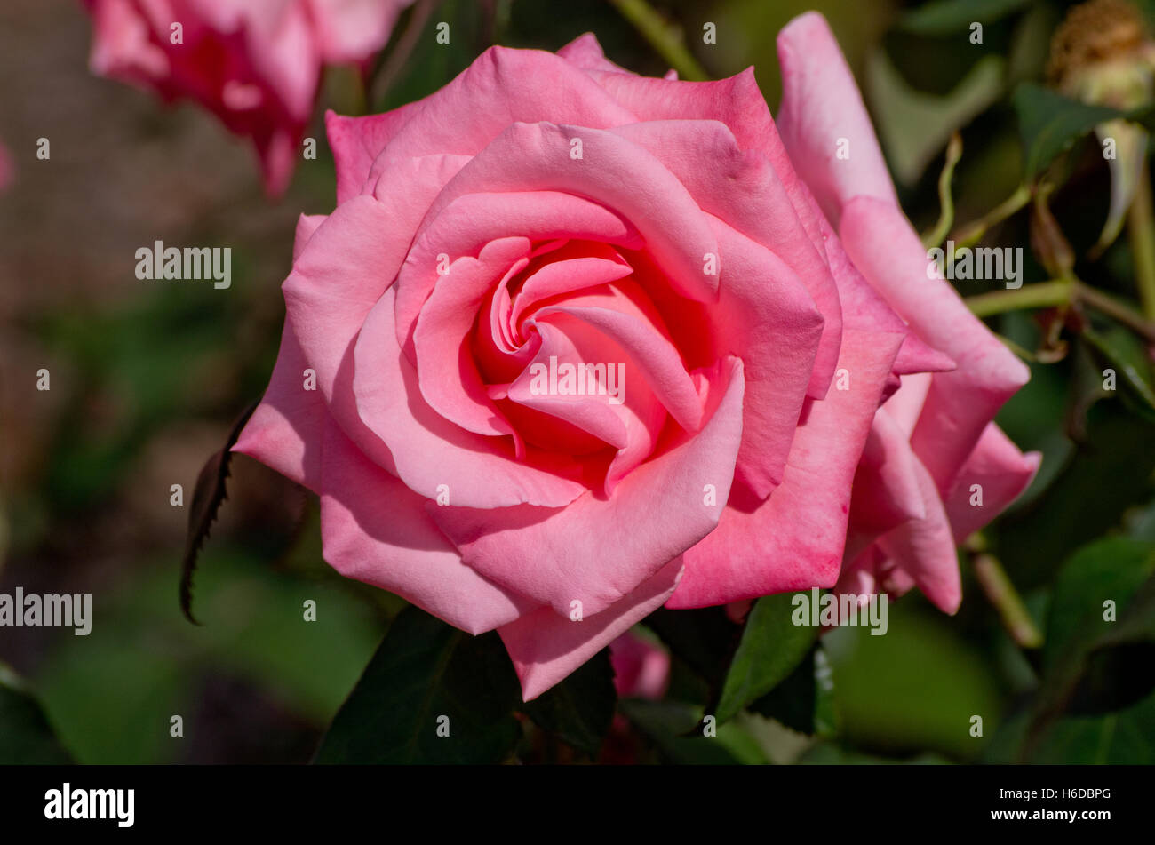 Rose cloud nine hi-res stock photography and images - Alamy