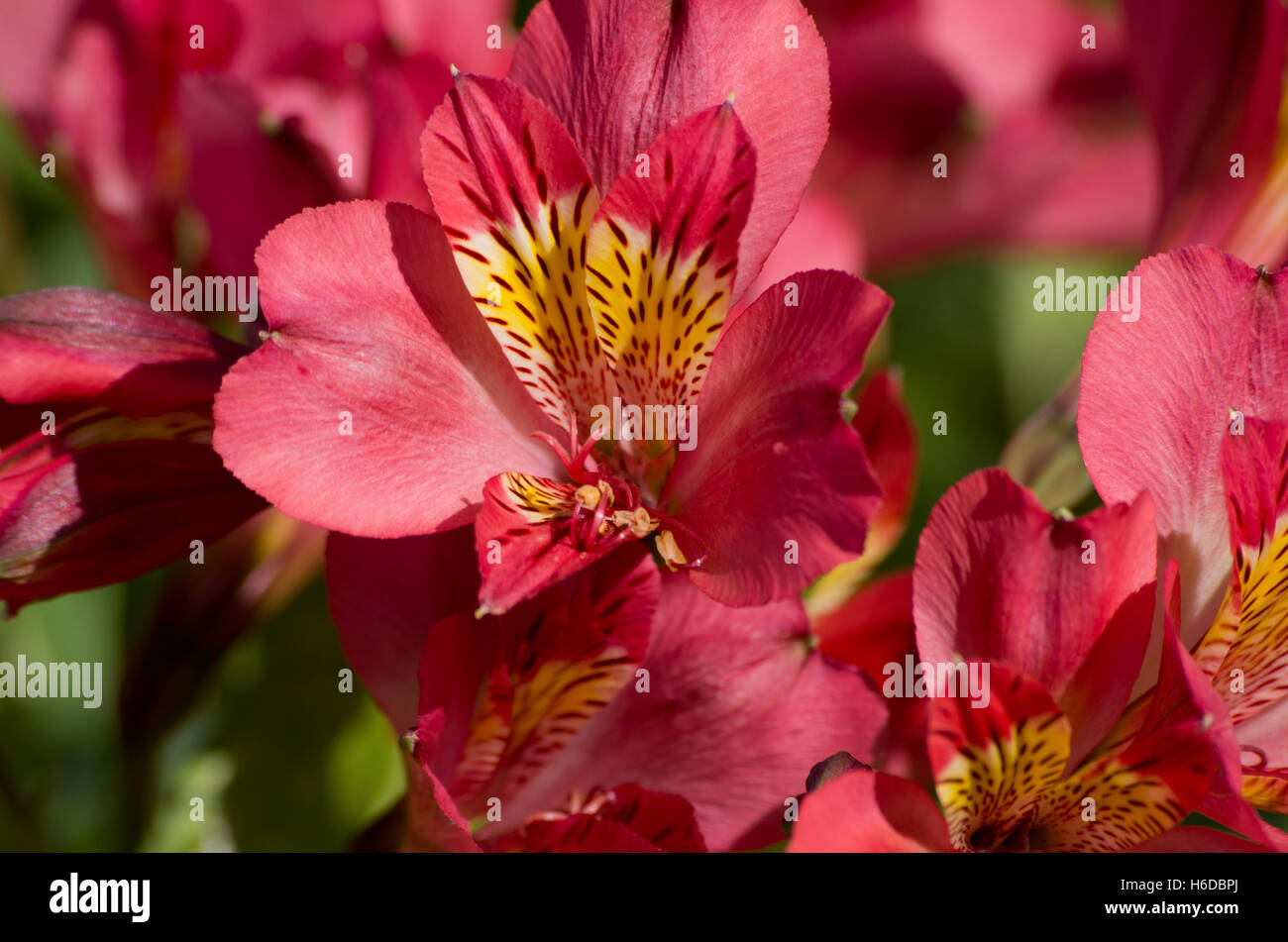 Jolene hi-res stock photography and images - Alamy